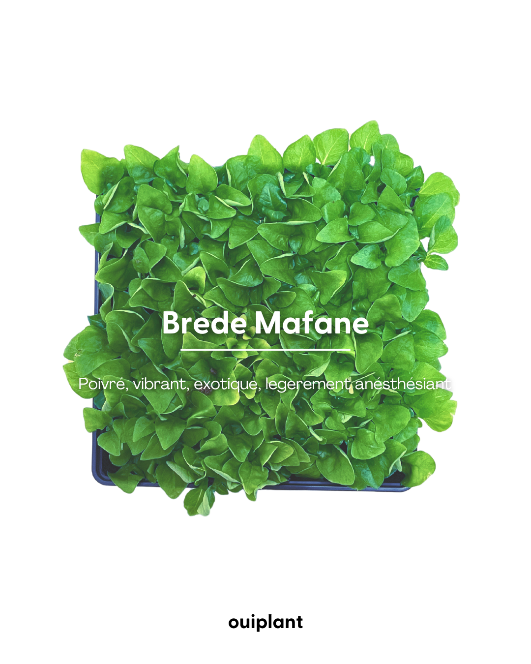 Brede Mafane – Ouiplant