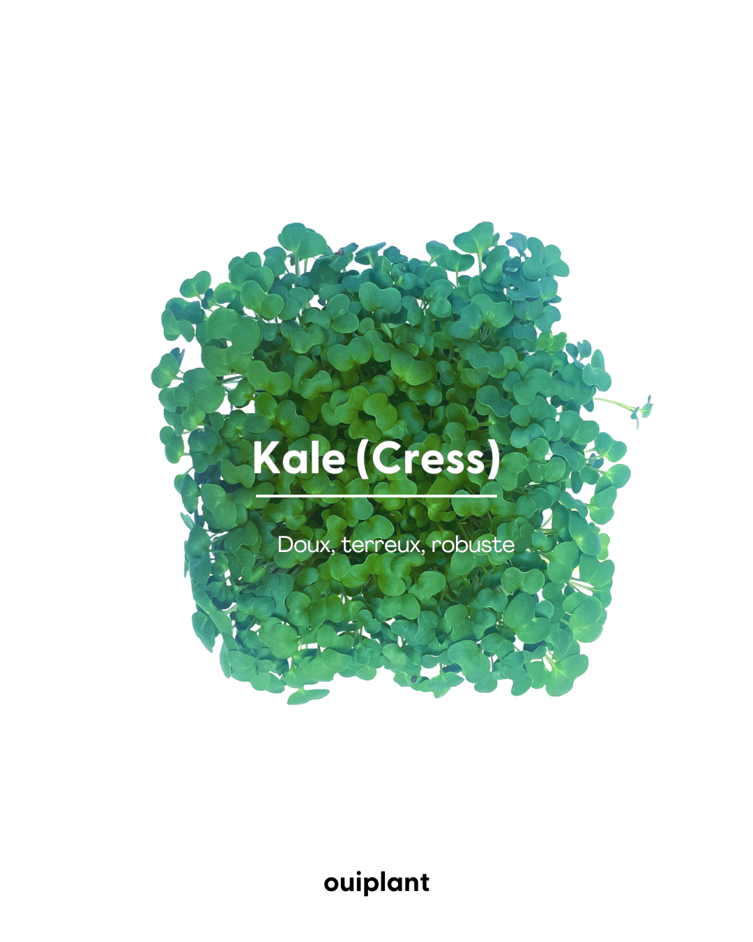 Garlic Kale – Ouiplant